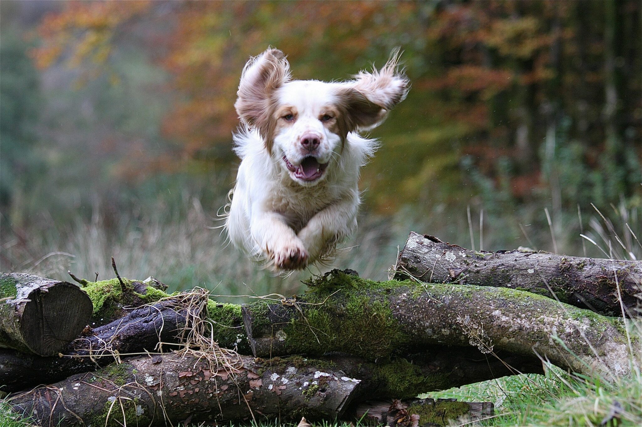 Clumber Spaniels - Hampshire Countryside Day