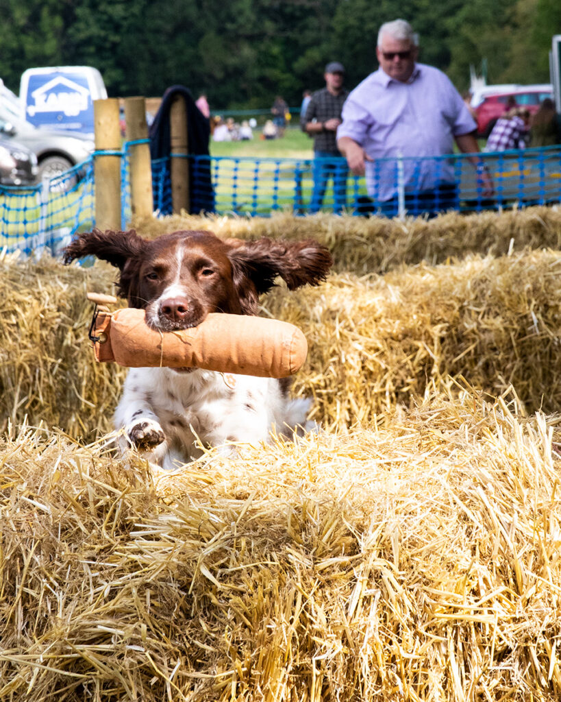 Gun Dog Scurry - Hampshire Countryside Day